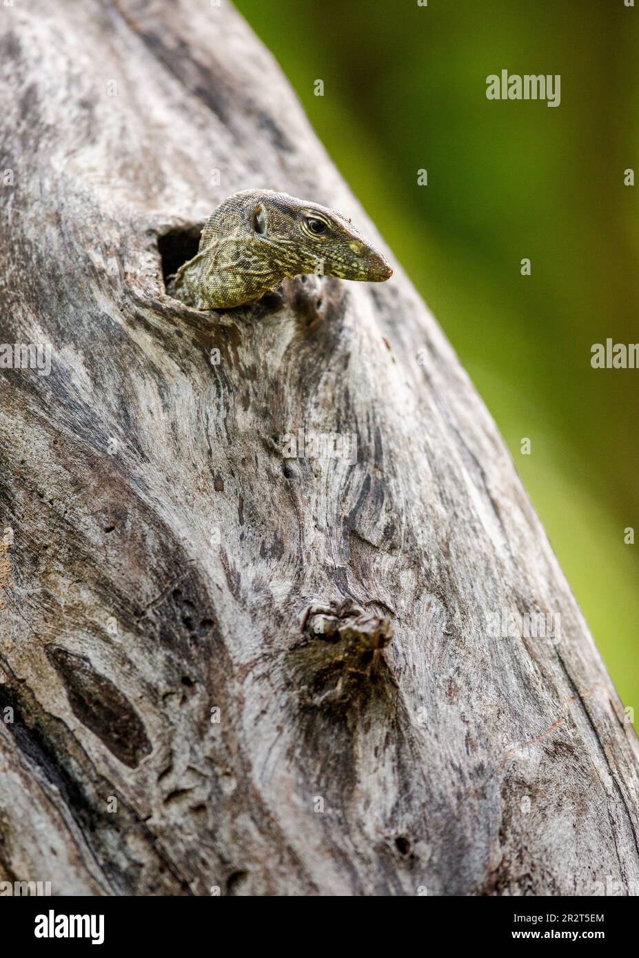 Small monitor lizards (Varanus) is looking out from the hollow of a dry ...