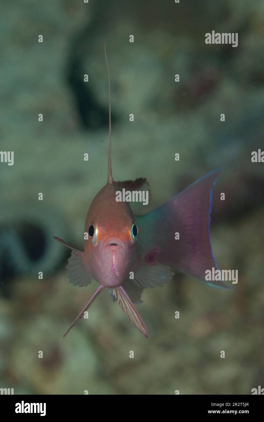 Scalefin Anthias, Pseudanthias squamipinnis, Barracuda Point dive site ...