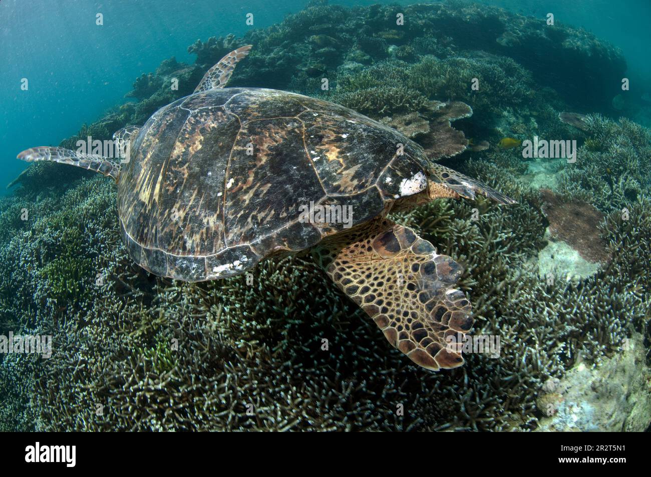 Green Turtle, Chelonia mydas, swimming over Staghorn Coral, Acropora sp ...