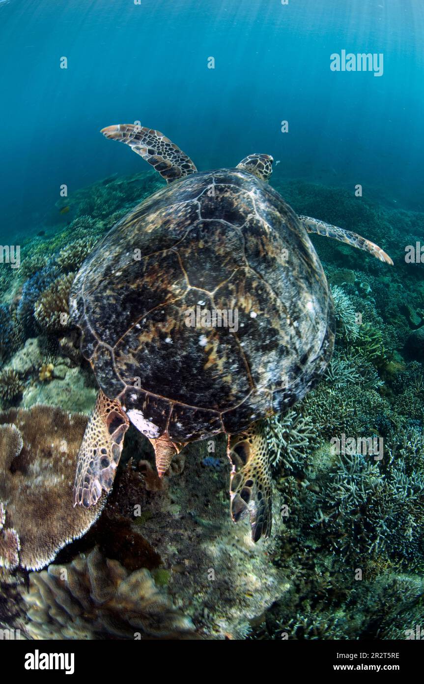 Green Turtle, Chelonia mydas, swimming over Staghorn Coral, Acropora sp ...