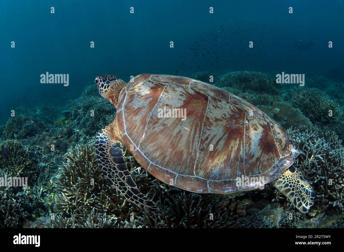 Green Turtle, Chelonia mydas, classified as Endangered, swimming over ...