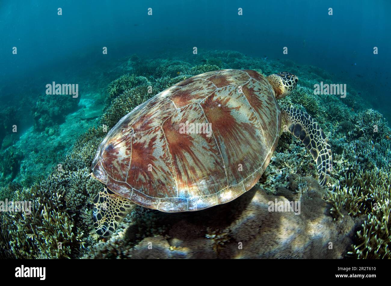 Green Turtle, Chelonia mydas, classified as Endangered, swimming over ...