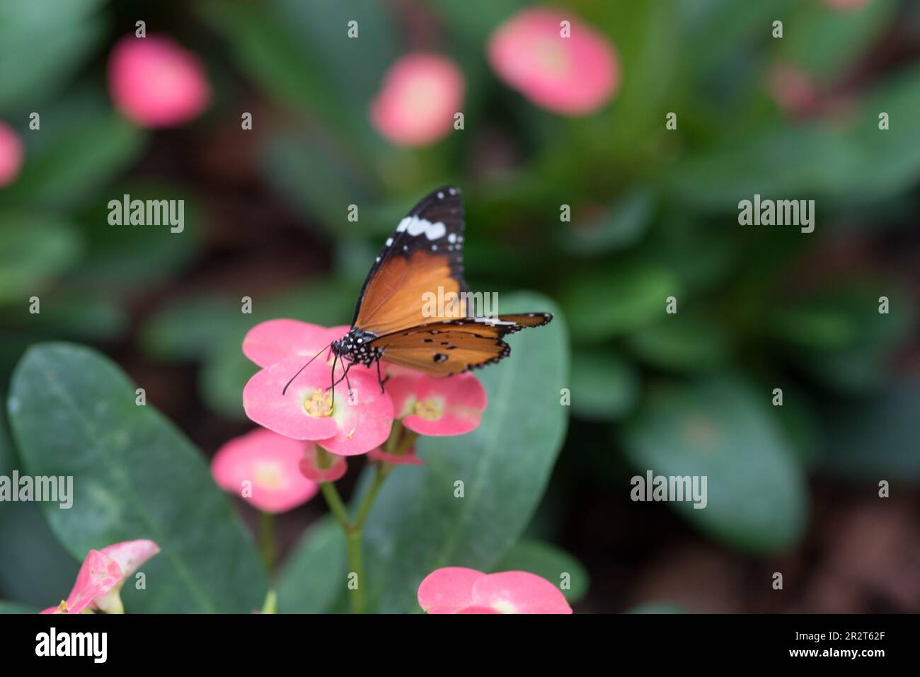 Ecosistema tropicale hi-res stock photography and images - Alamy
