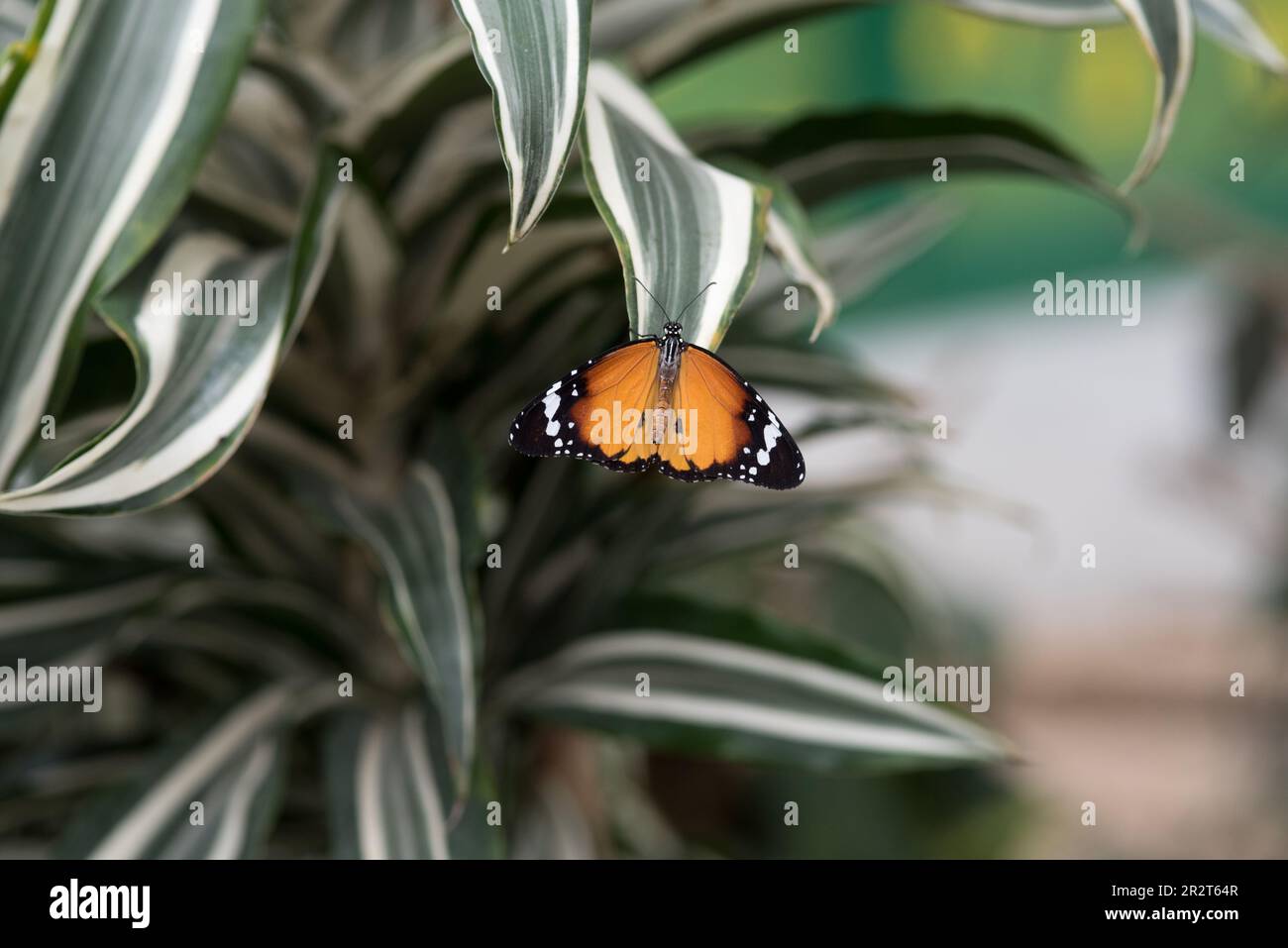 Ecosistema tropicale hi-res stock photography and images - Alamy