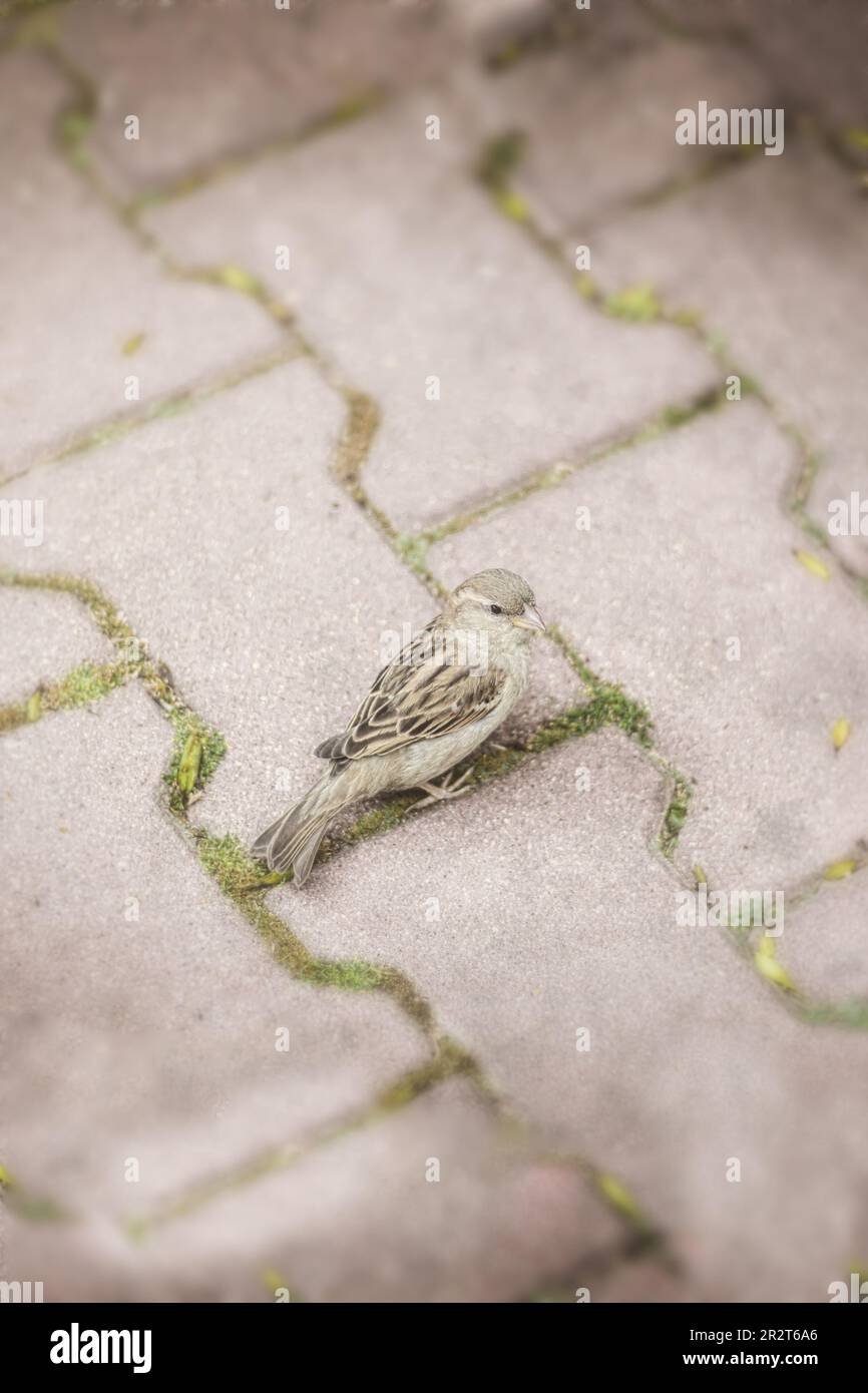 A young sparrow jumps on the pavement. Male house sparrow, close-up ...