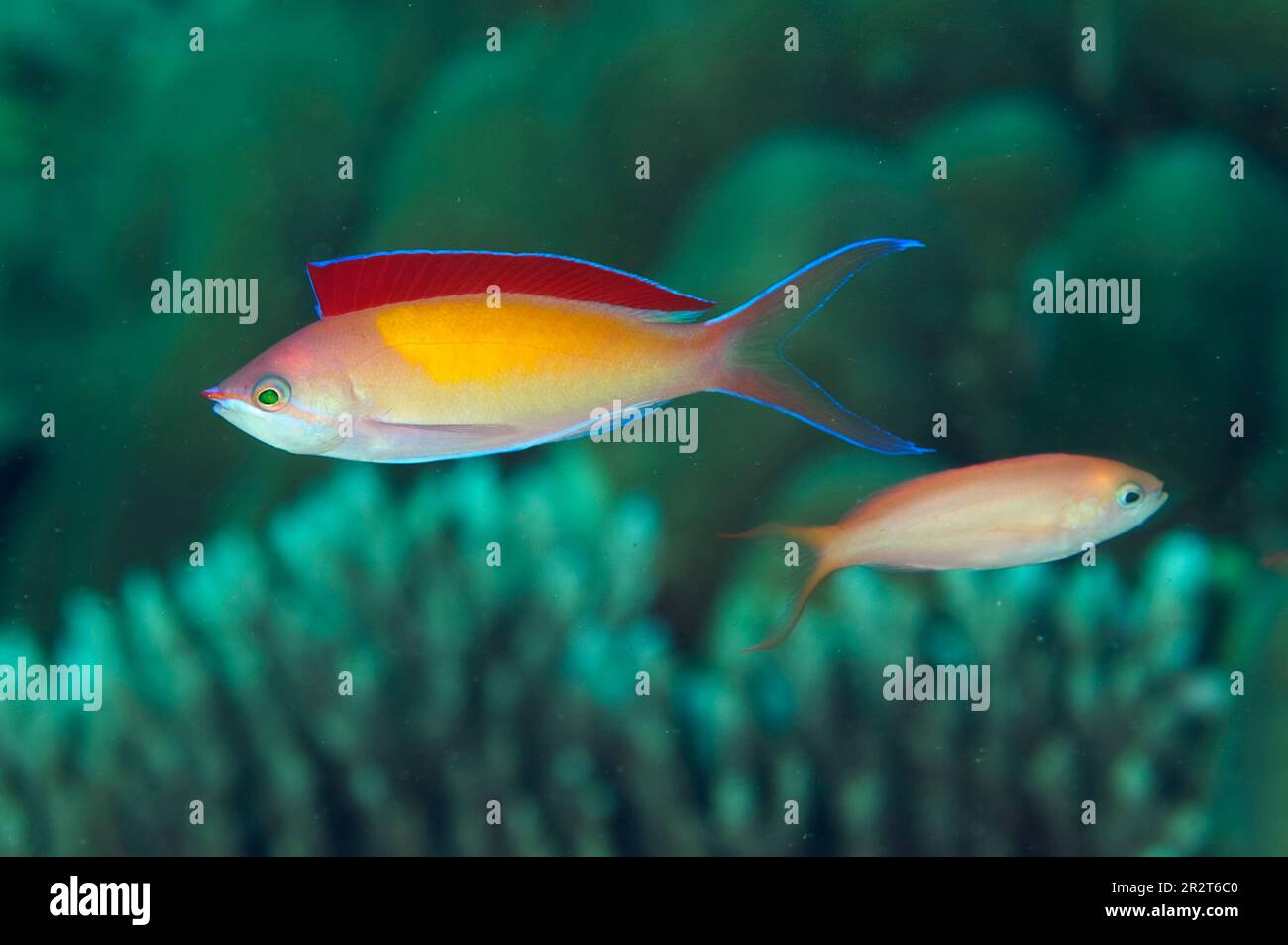 Male Redfin Anthias, Pseudanthias dispar, with female in background ...