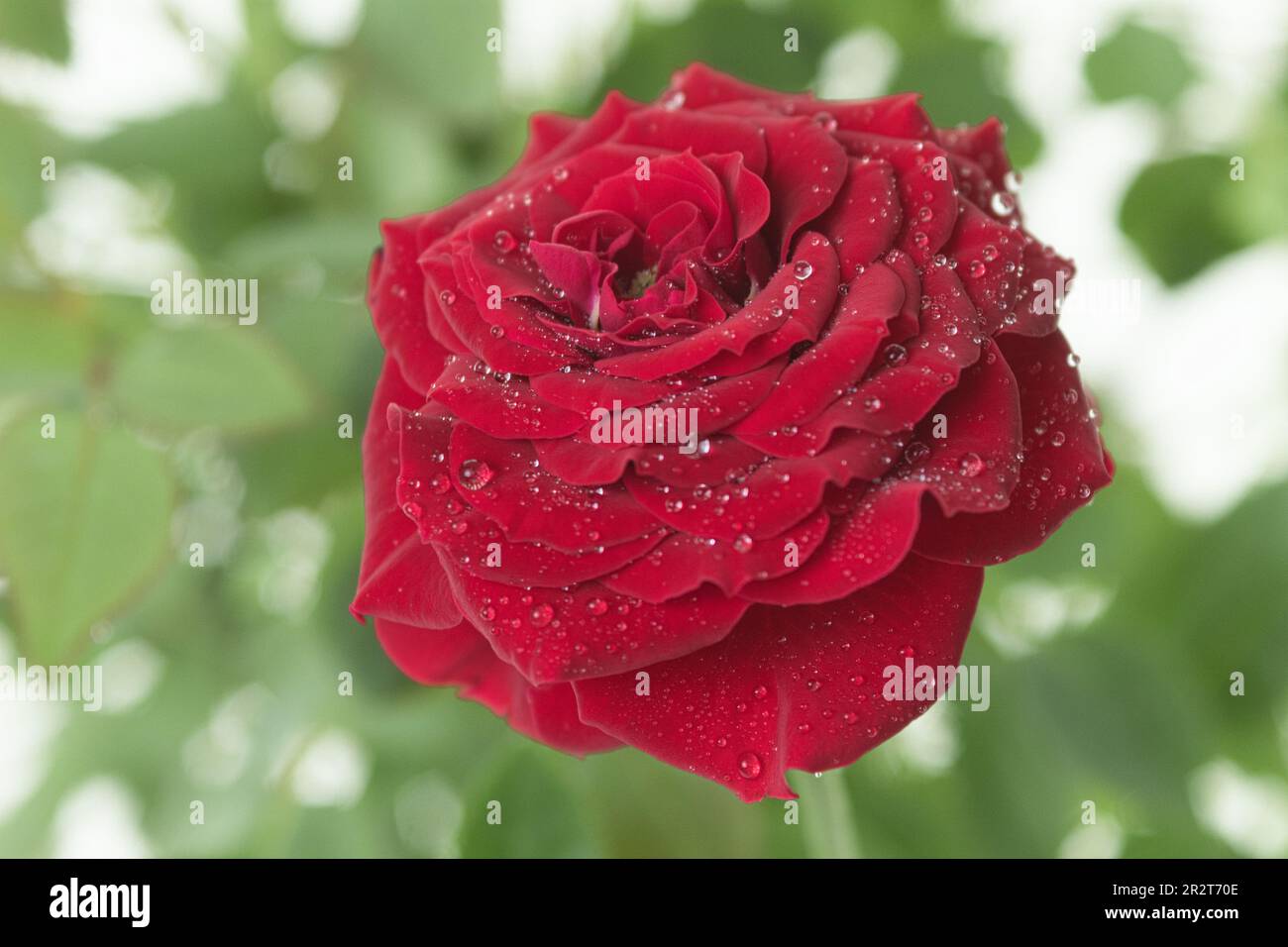 A dark red rose with green leaves and dew drops on a light background. Close up. A red rose bush ...