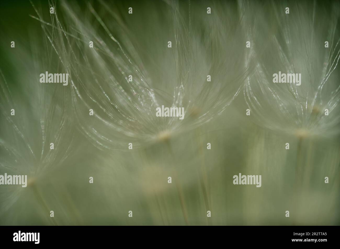 Macro of some silver-tufted fruits of a dandelion plant with bokeh ...