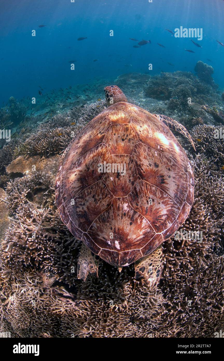 Green Turtle, Chelonia mydas, classified as Endangered, swimming over ...