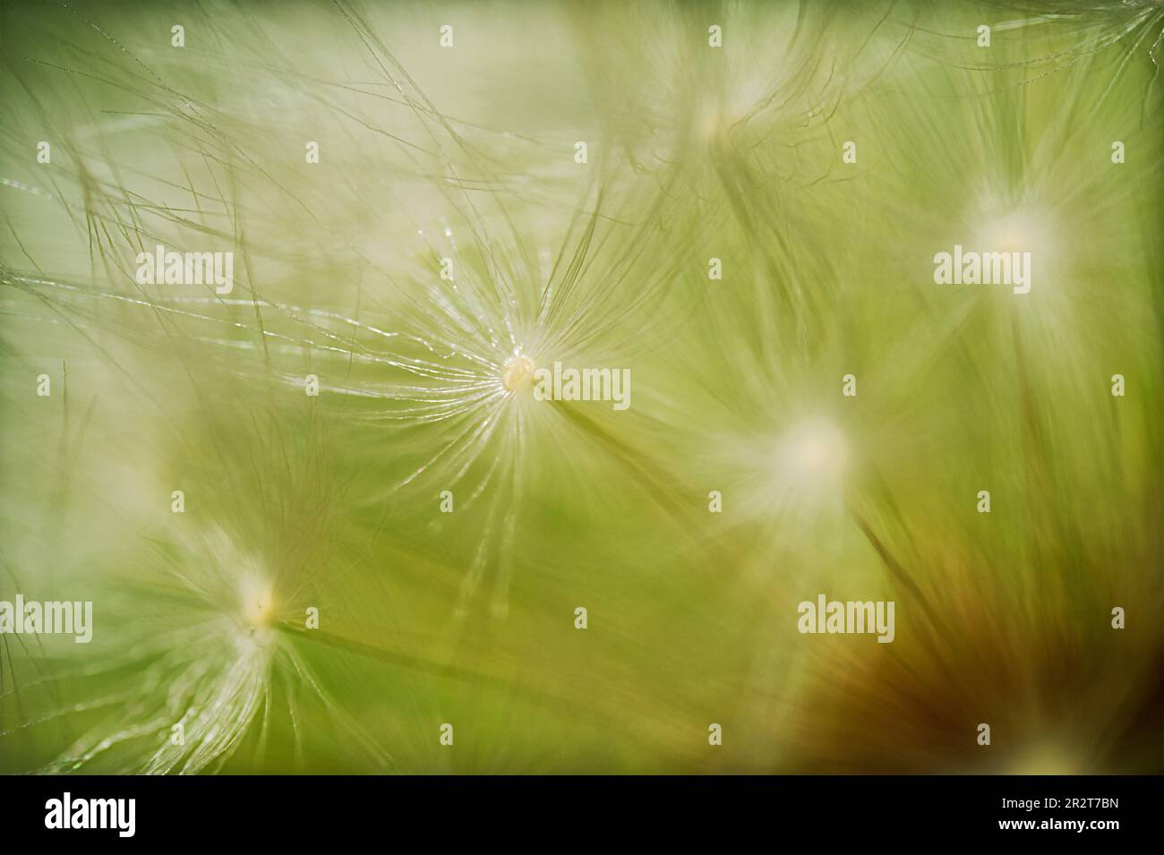 Macro of some silver-tufted fruits of a dandelion plant with bokeh ...