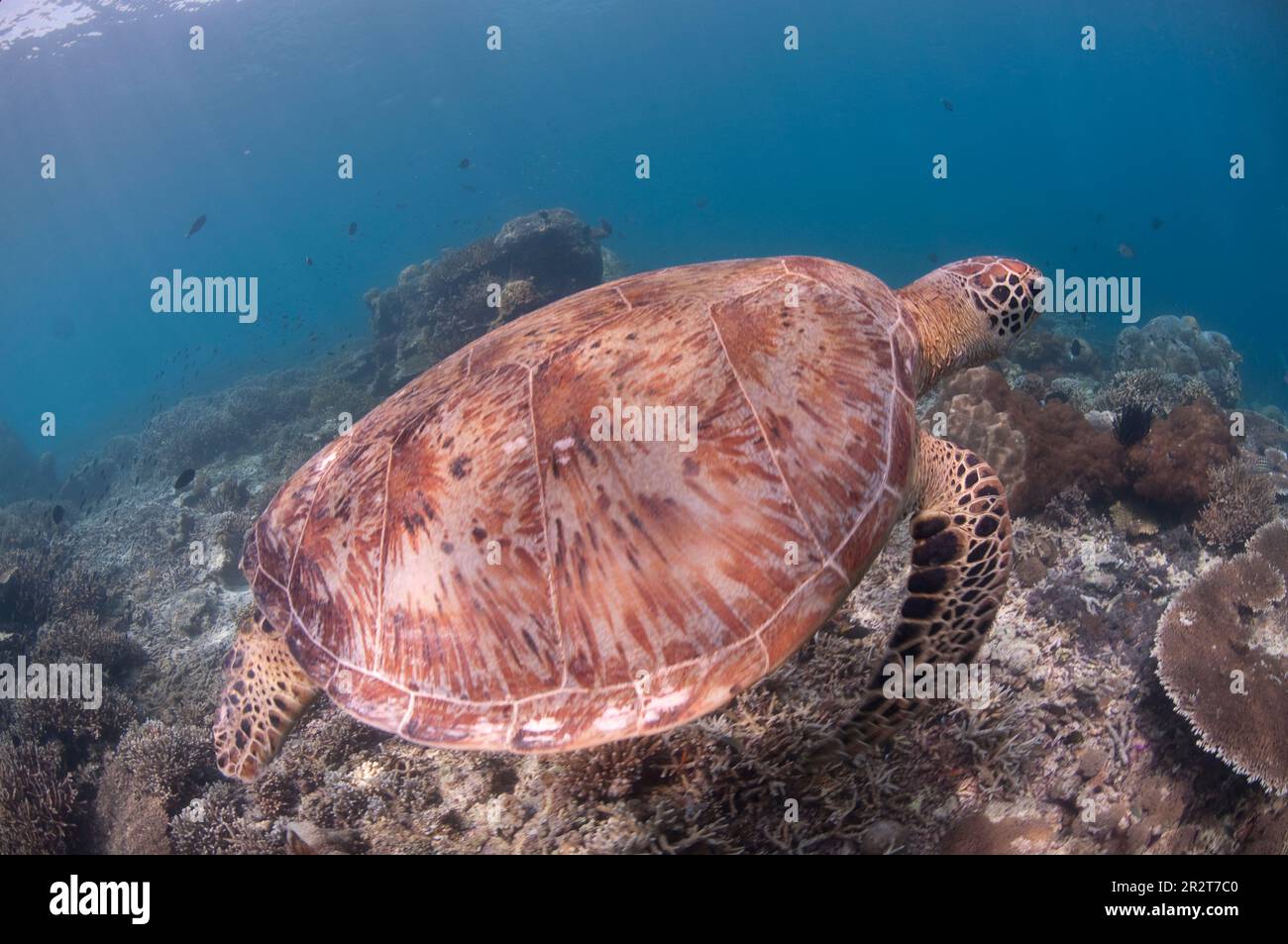 Green Turtle, Chelonia mydas, classified as Endangered, swimming over ...