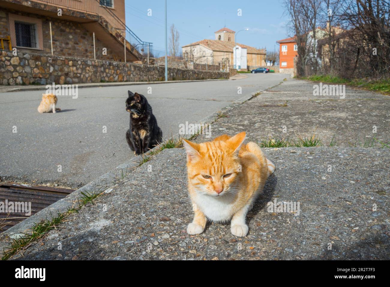 Three stray cats Stock Photo - Alamy