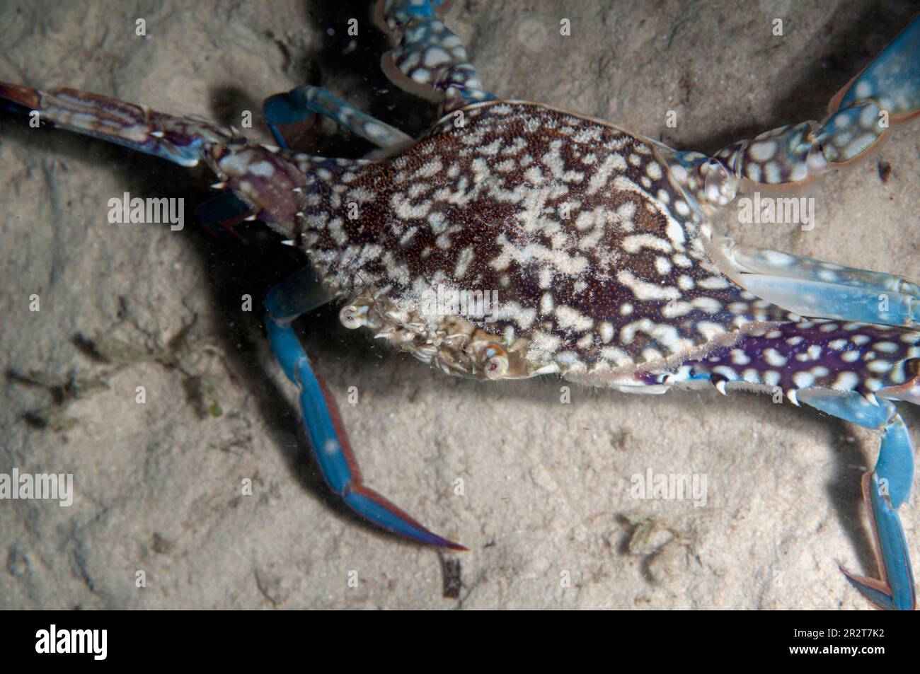 Male Swimming Crab, Portunus sp, Paradise dive site, Sipadan Water ...