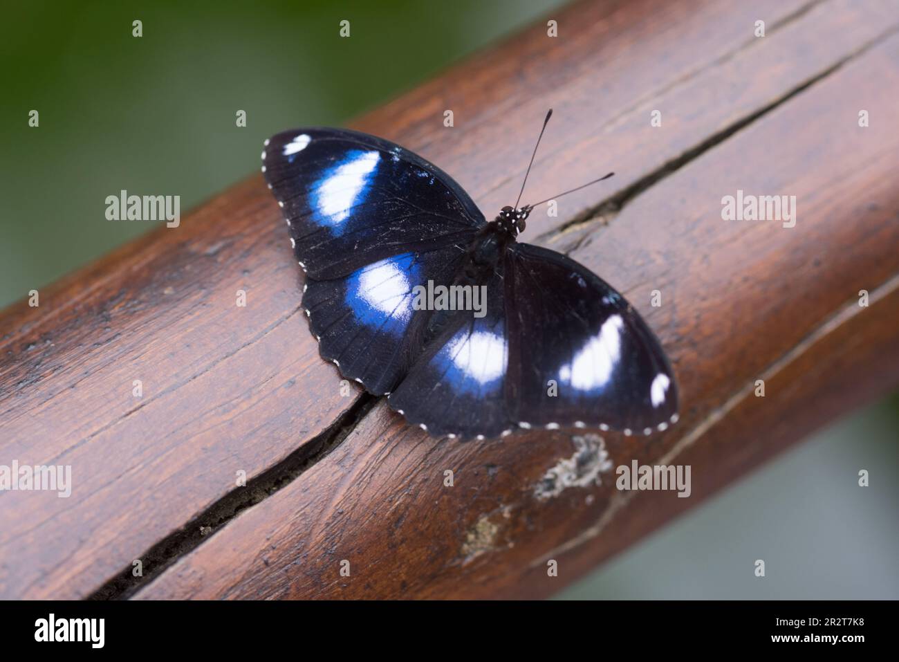 Belle linee hi-res stock photography and images - Alamy