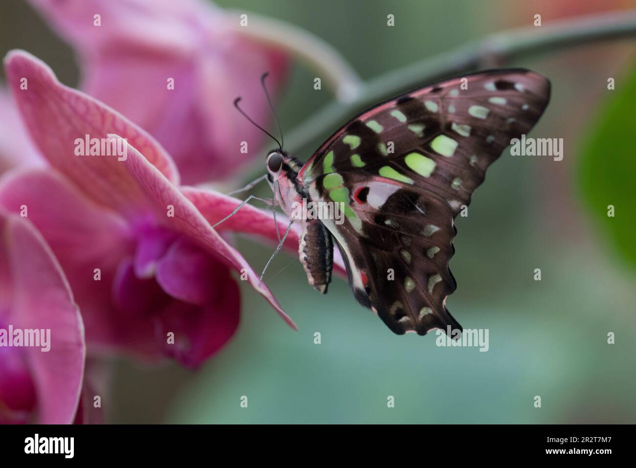 Ecosistema tropicale hi-res stock photography and images - Alamy