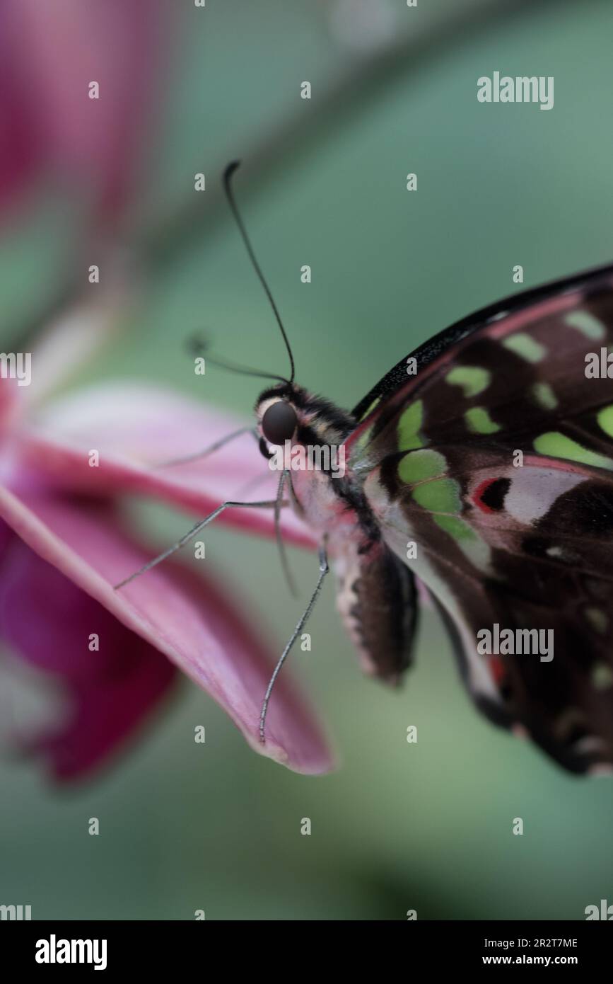 Ecosistema tropicale hi-res stock photography and images - Alamy