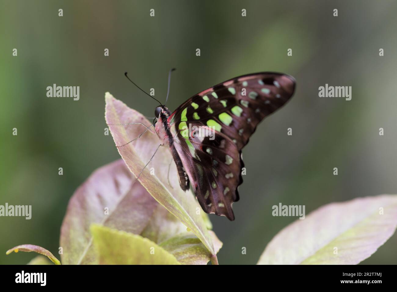 Ecosistema tropicale hi-res stock photography and images - Alamy