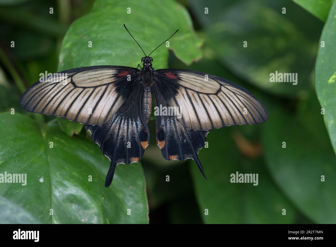 Ecosistema ecosistema hi-res stock photography and images - Alamy