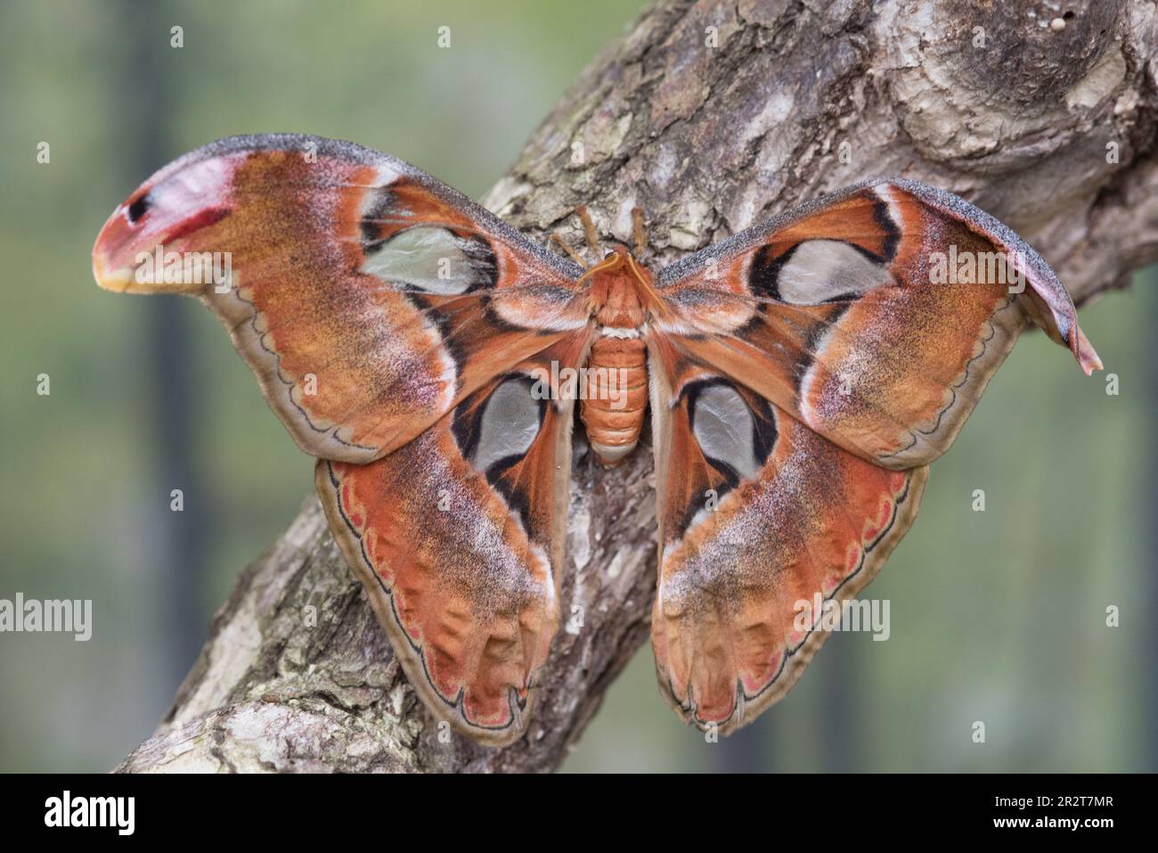 Ecosistema tropicale hi-res stock photography and images - Alamy