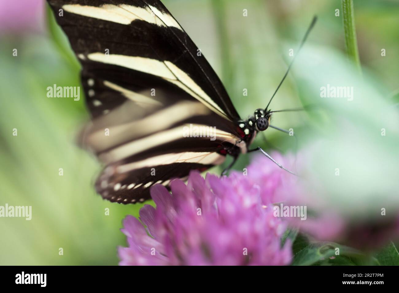 Ecosistema tropicale hi-res stock photography and images - Alamy