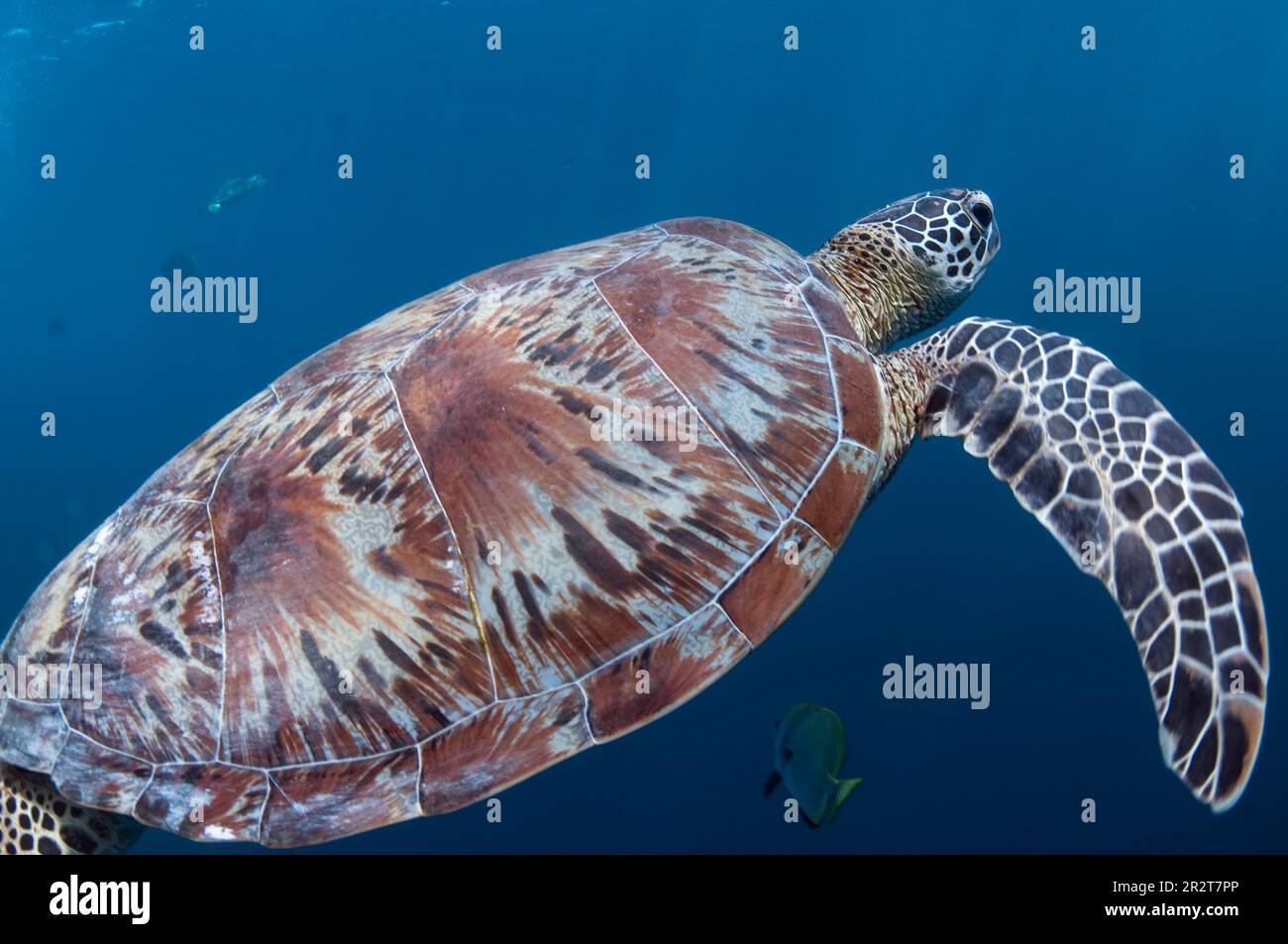 Green Turtle, Chelonia mydas, classified as Endangered, swimming in ...