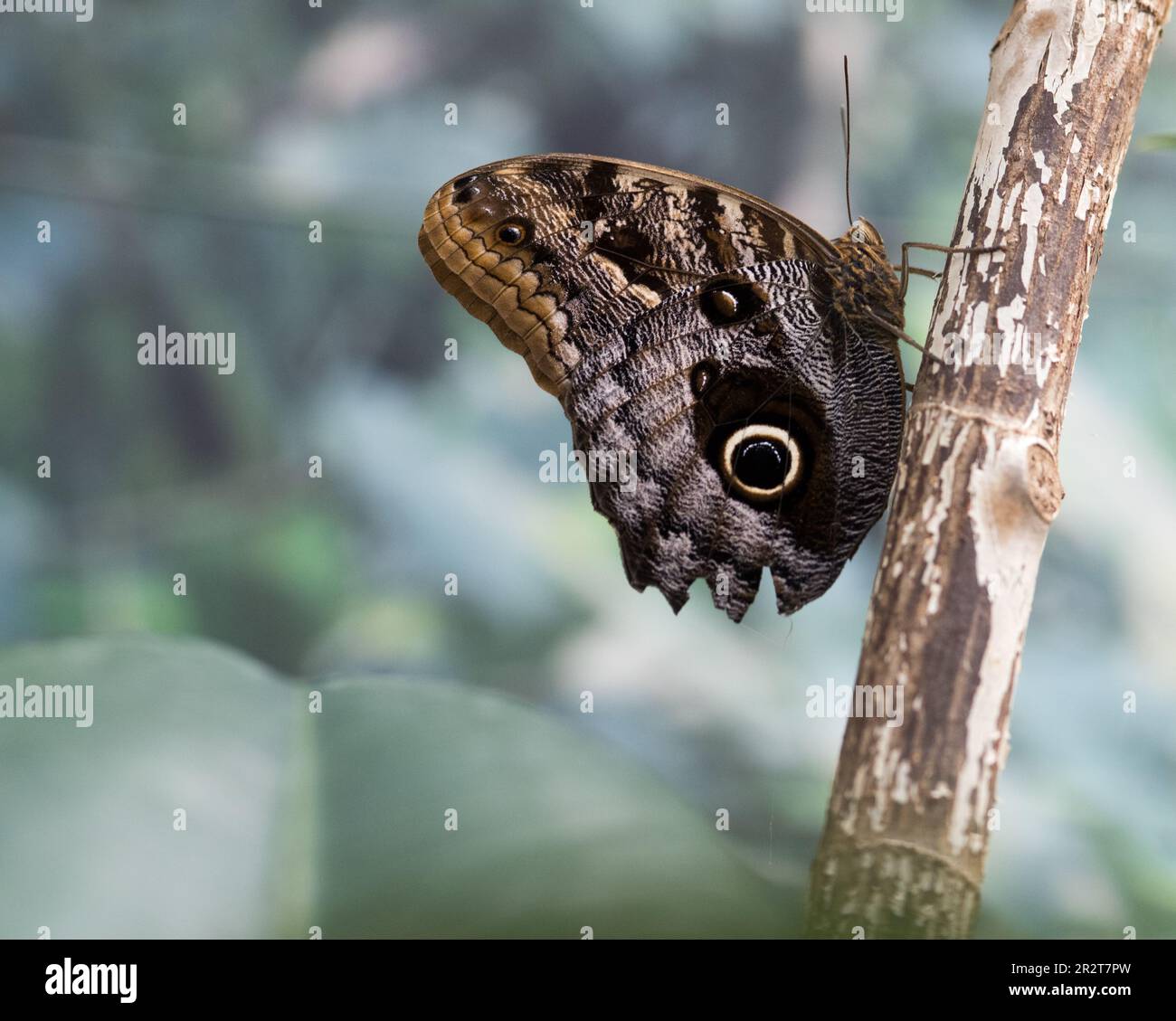 Ecosistema tropicale hi-res stock photography and images - Alamy
