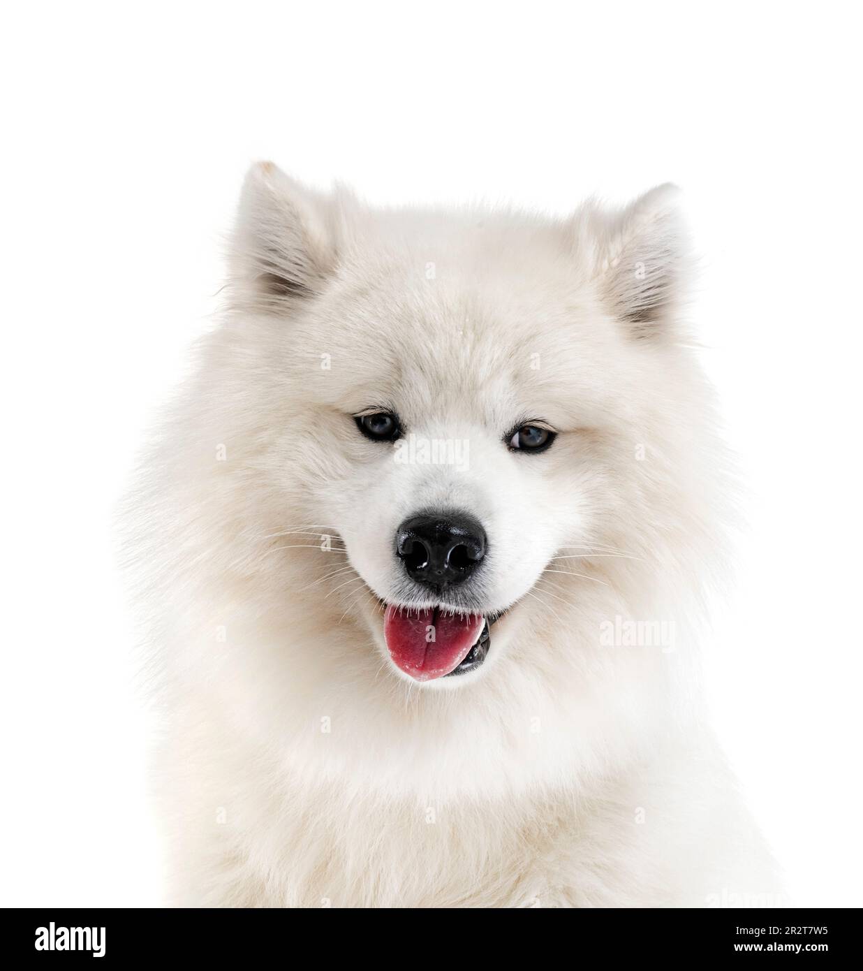 samoyed dog in front of white background Stock Photo - Alamy
