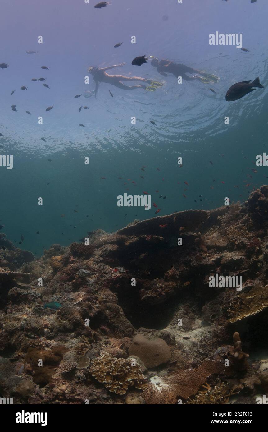 Couple snorkelling over reef and fish, Hanging Gardens dive site ...