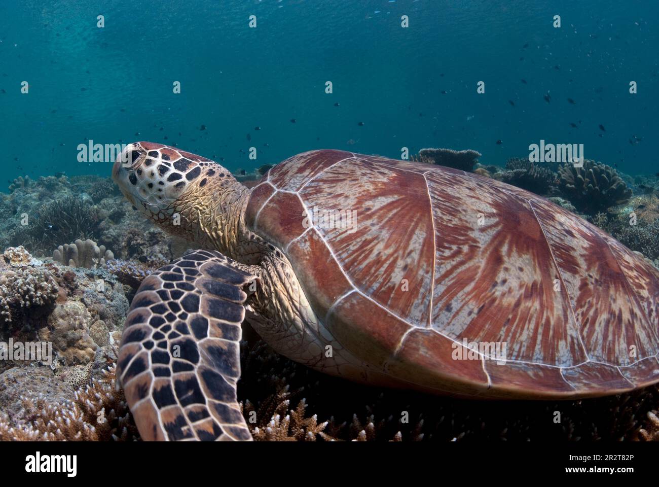 Green Turtle, Chelonia mydas, classified as Endangered, swimming along ...
