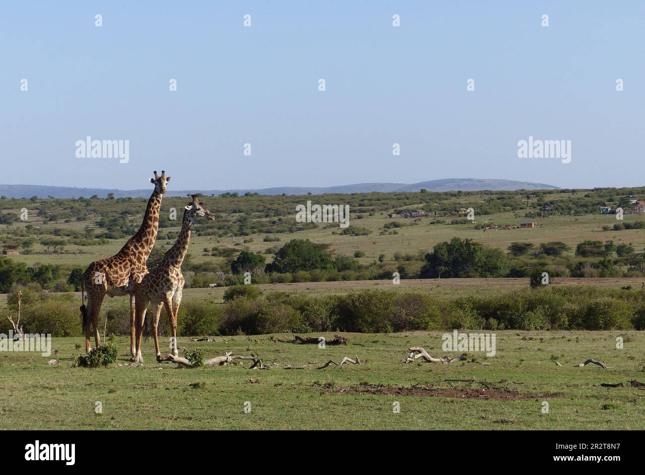 Masai Mara, Kenya. 06th Mar, 2023. Masai giraffes Credit: David Renke ...