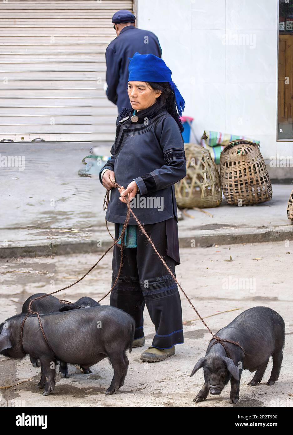 Market pigs hi-res stock photography and images - Alamy