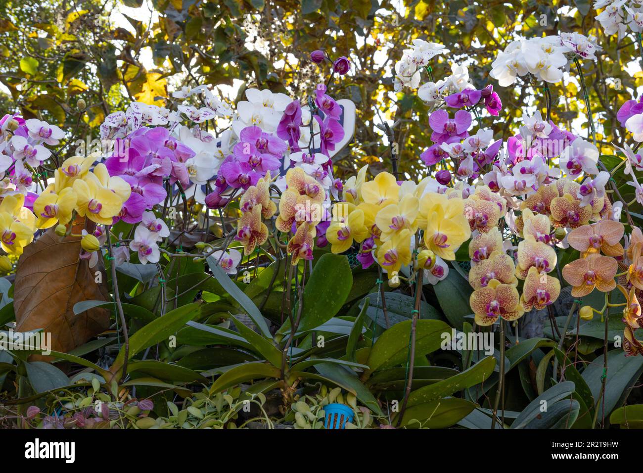 Close up of yellow, white and pink mixed color, called Phalaenopsis ...