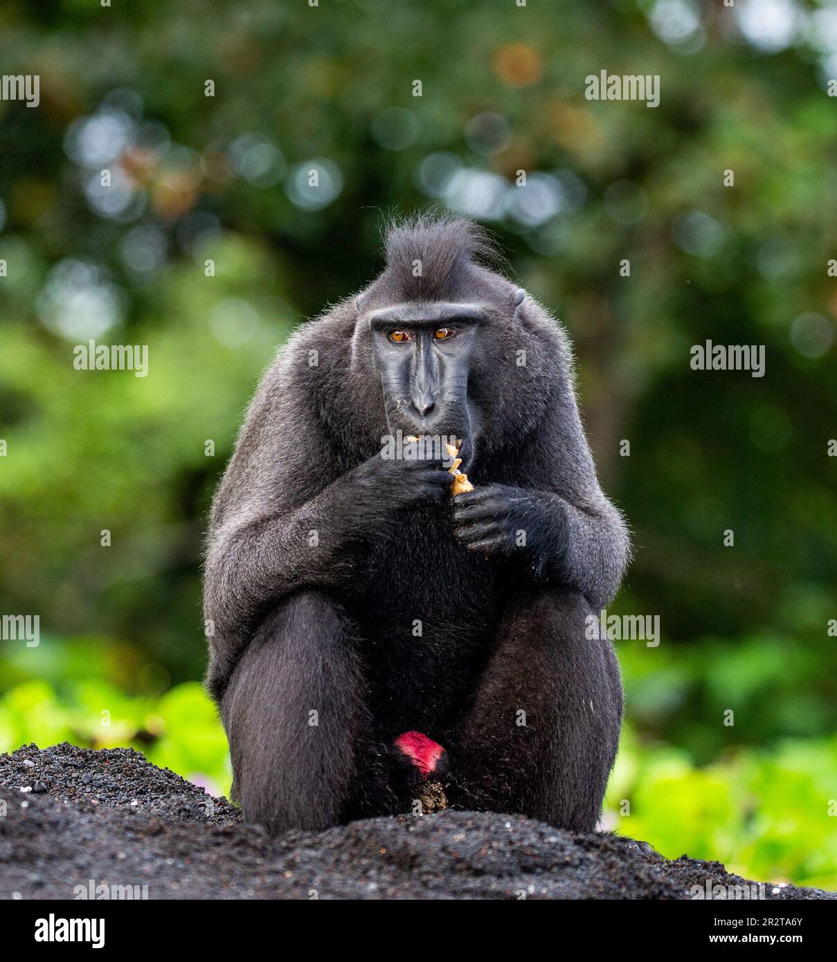 Celebes crested macaque is sitting on the sand against the backdrop of ...
