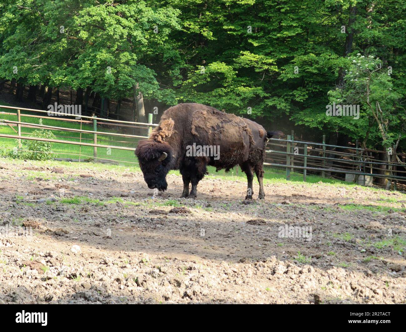 Bison in a nature reserve Stock Photo - Alamy