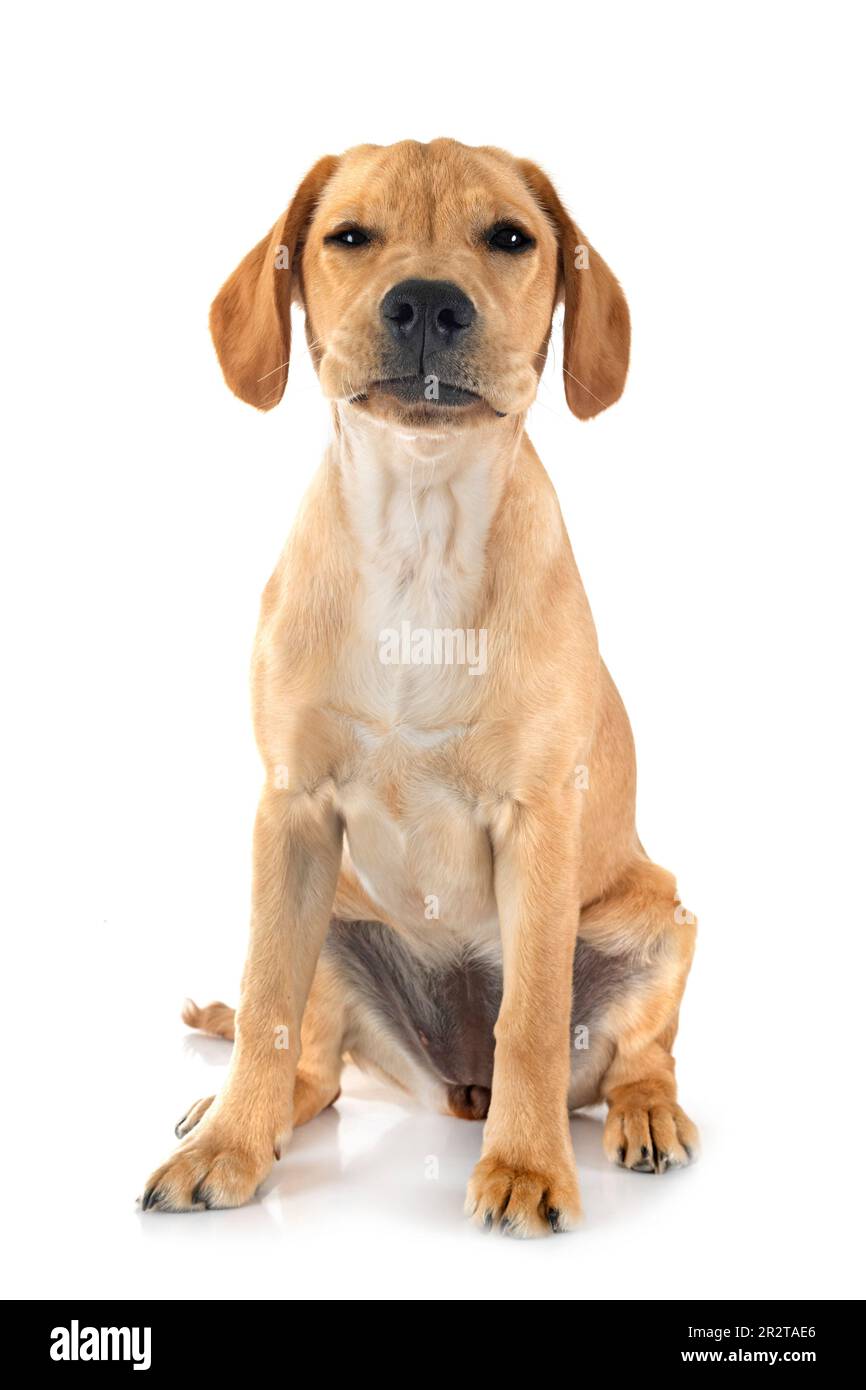 puppy labrador retriever in front of white background Stock Photo - Alamy