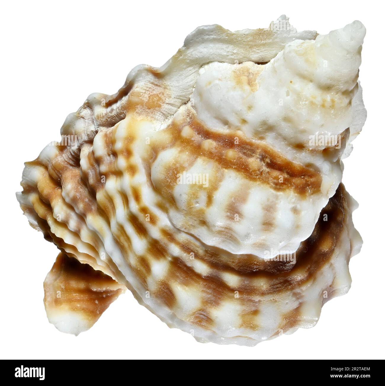 Common Distorsio shell (Distorsio anus) c7cm. Region: Indo-Pacific ...