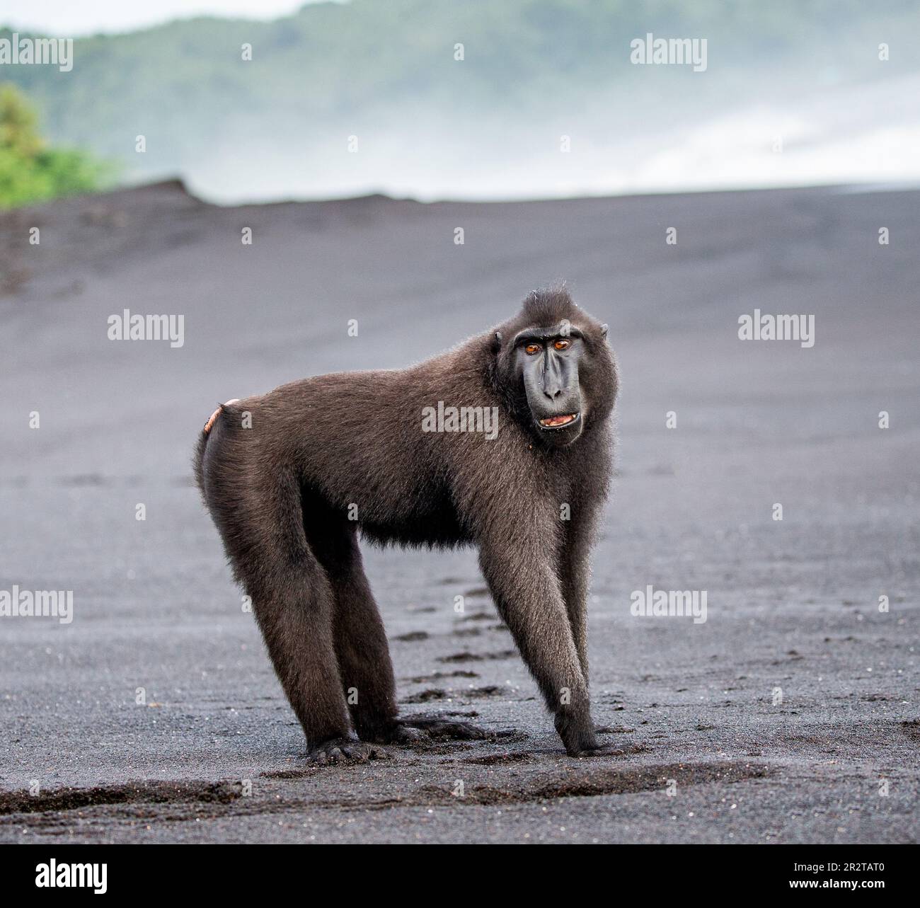 Celebes crested macaque is standing on a black sand sea beach ...
