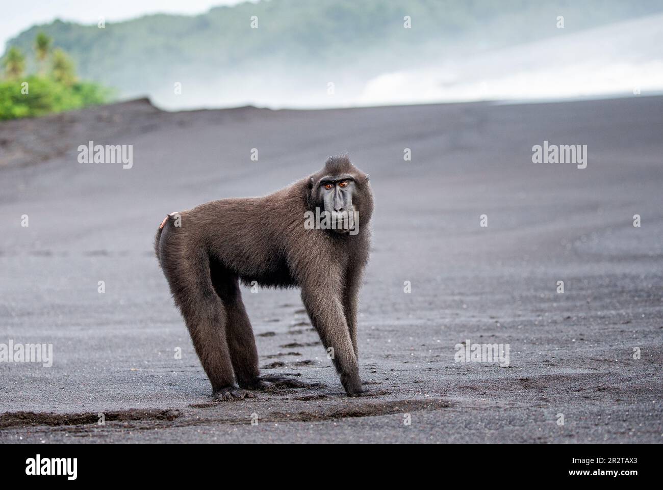 Celebes crested macaque is standing on a black sand sea beach ...