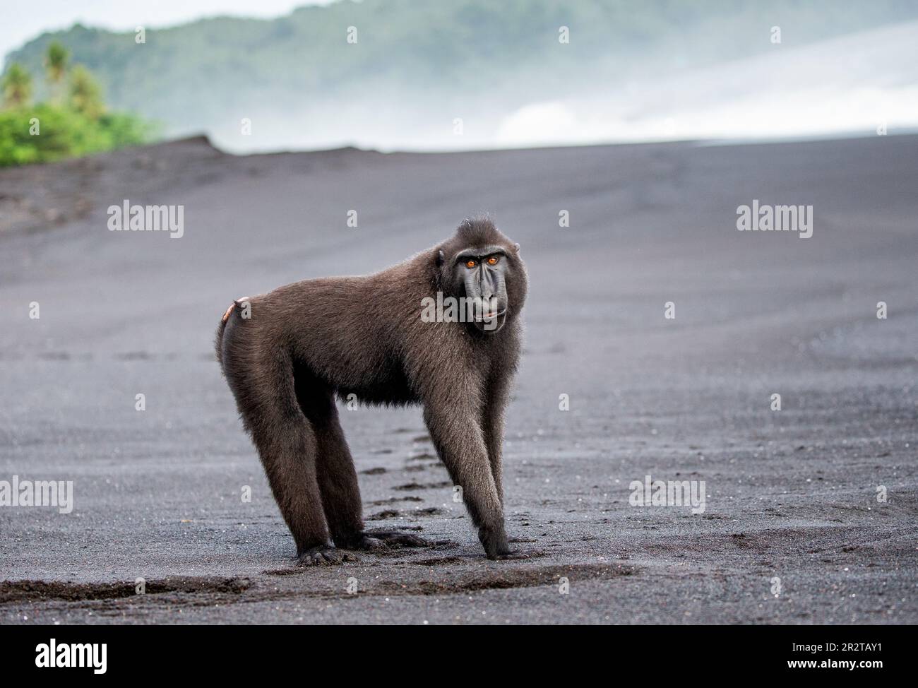 Celebes crested macaque is standing on a black sand sea beach ...