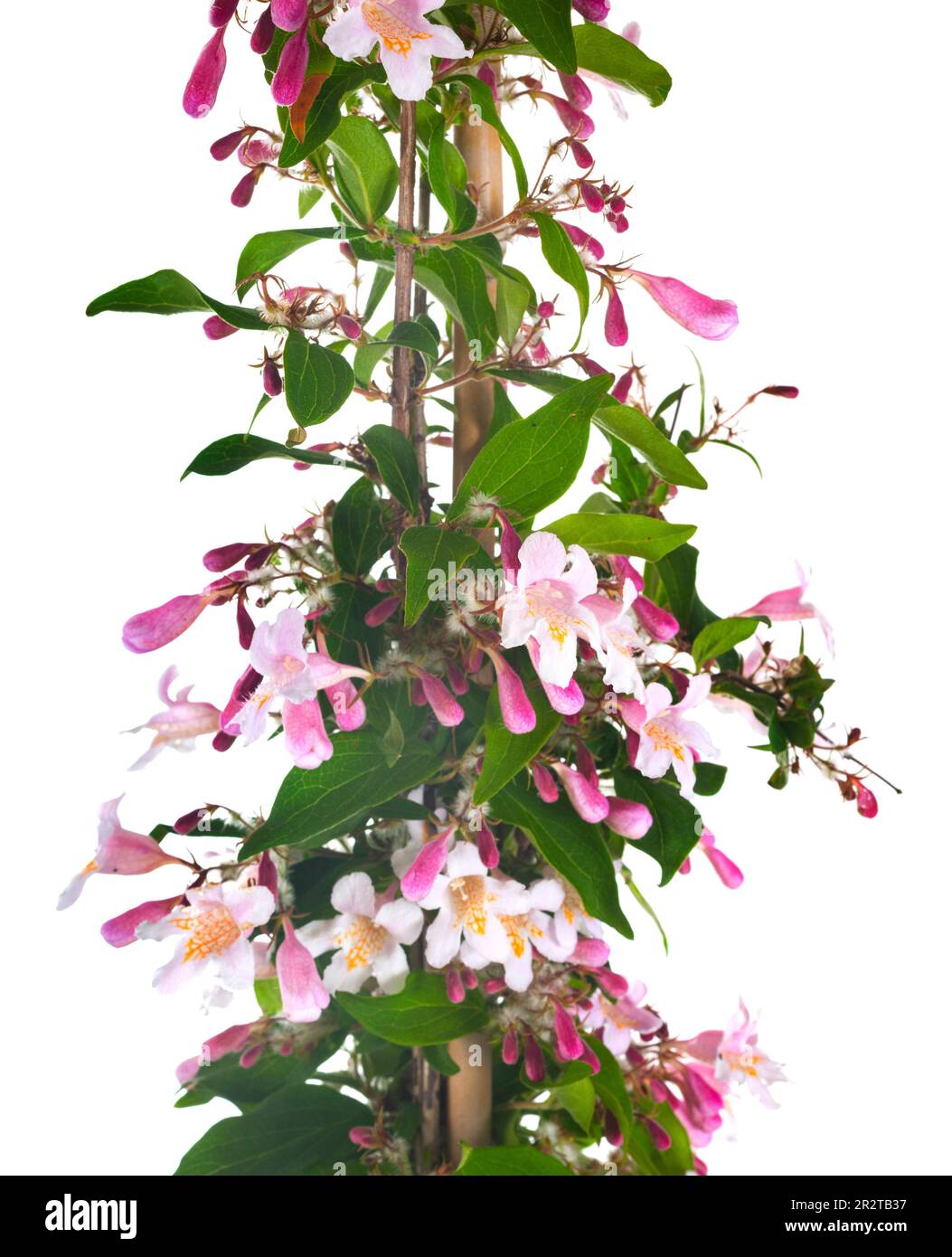 Linnaea amabilis in front of white background Stock Photo - Alamy