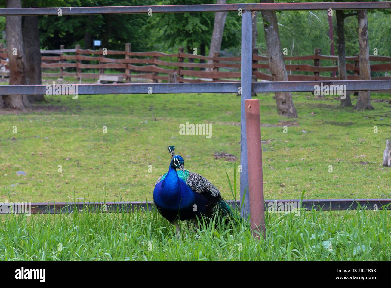 Peacock bird in a local enviroment located in Targul Mures Stock Photo ...