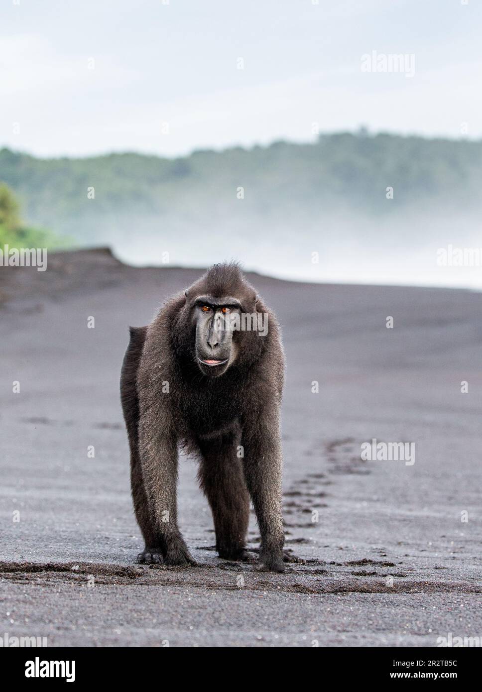 Celebes crested macaque is standing on a black sand sea beach ...