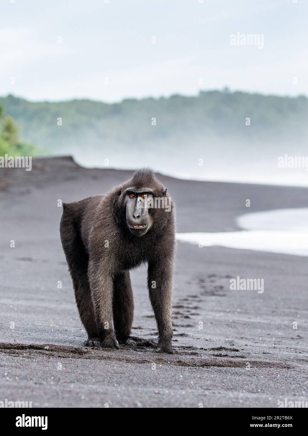 Celebes crested macaque is standing on a black sand sea beach ...