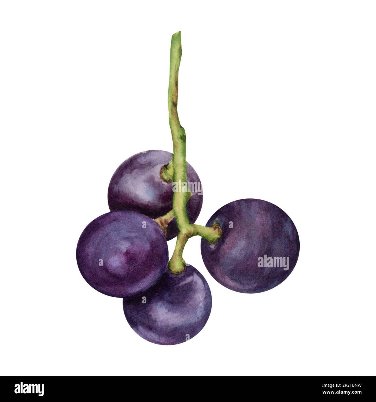 Red grapes watercolor hand drawn illustration isolated on white ...