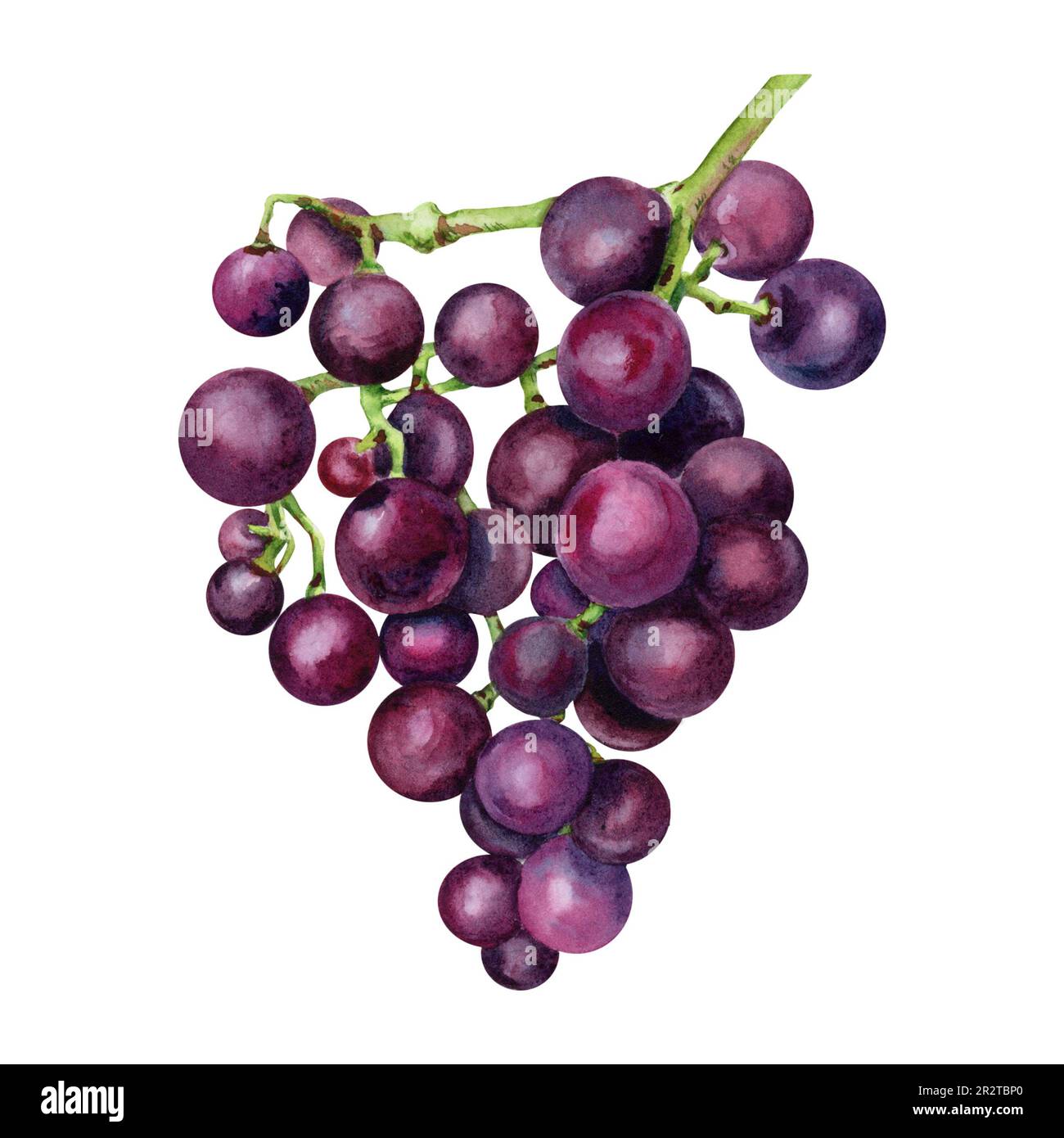 Bunch of purple grapes. Watercolor illustration isolated on white ...
