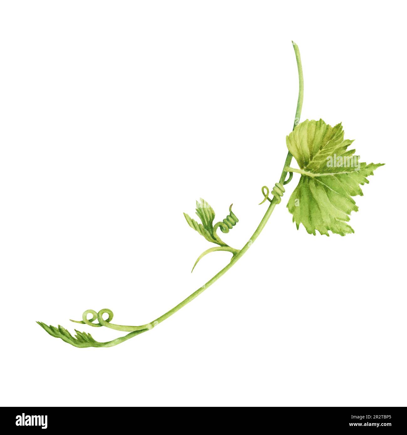 Grape vine with leaves isolated on white background. Hand drawn ...