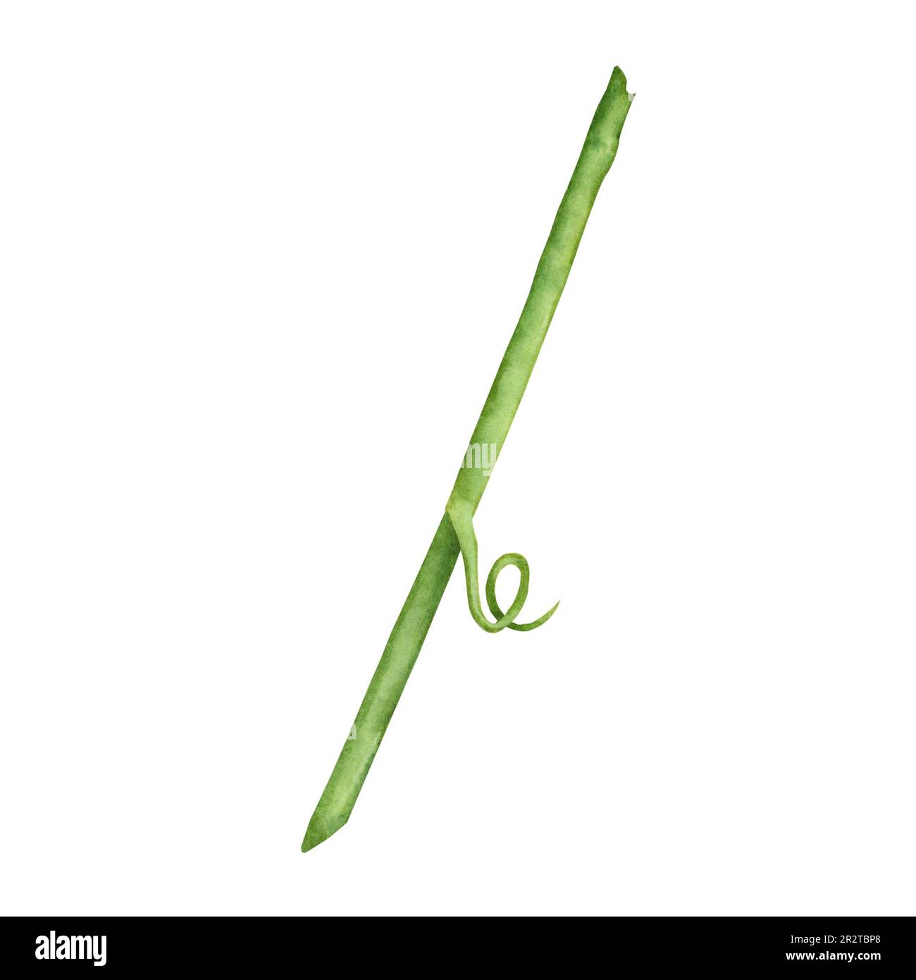 Watercolor green grape vine element. Hand drawn isolated twig or plant ...