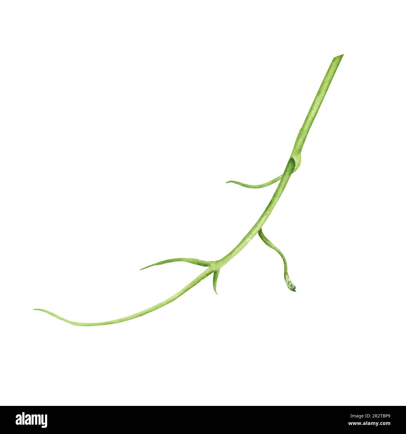 Vine grass Cut Out Stock Images & Pictures - Alamy