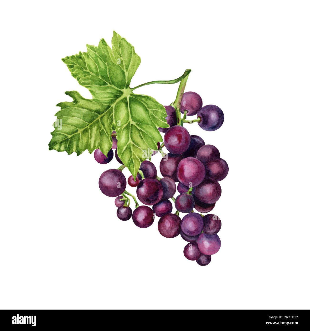 Bunch of grapes with a green vine leaf. Hand drawn watercolor illustration isolated on white ...
