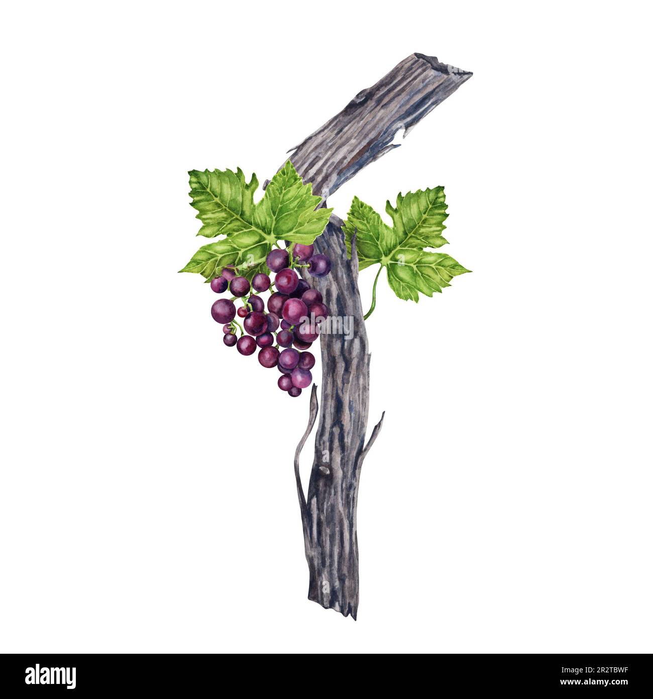Watercolor illustration of grape vine with green leaves and purple grape bunch isolated on white ...